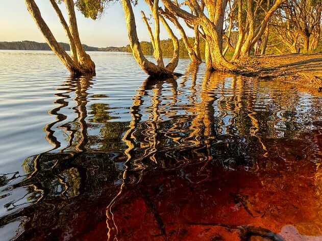 Fun Facts About Tea Tree: A Brief History